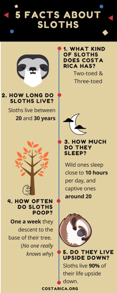 To Save the Sloths, Cut Back on Pineapple | BELatina