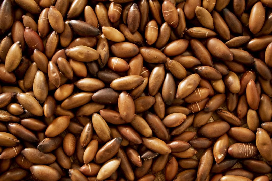 All About Barùkas: This Wild Nut Could Save the Cerrado of Brazil ...