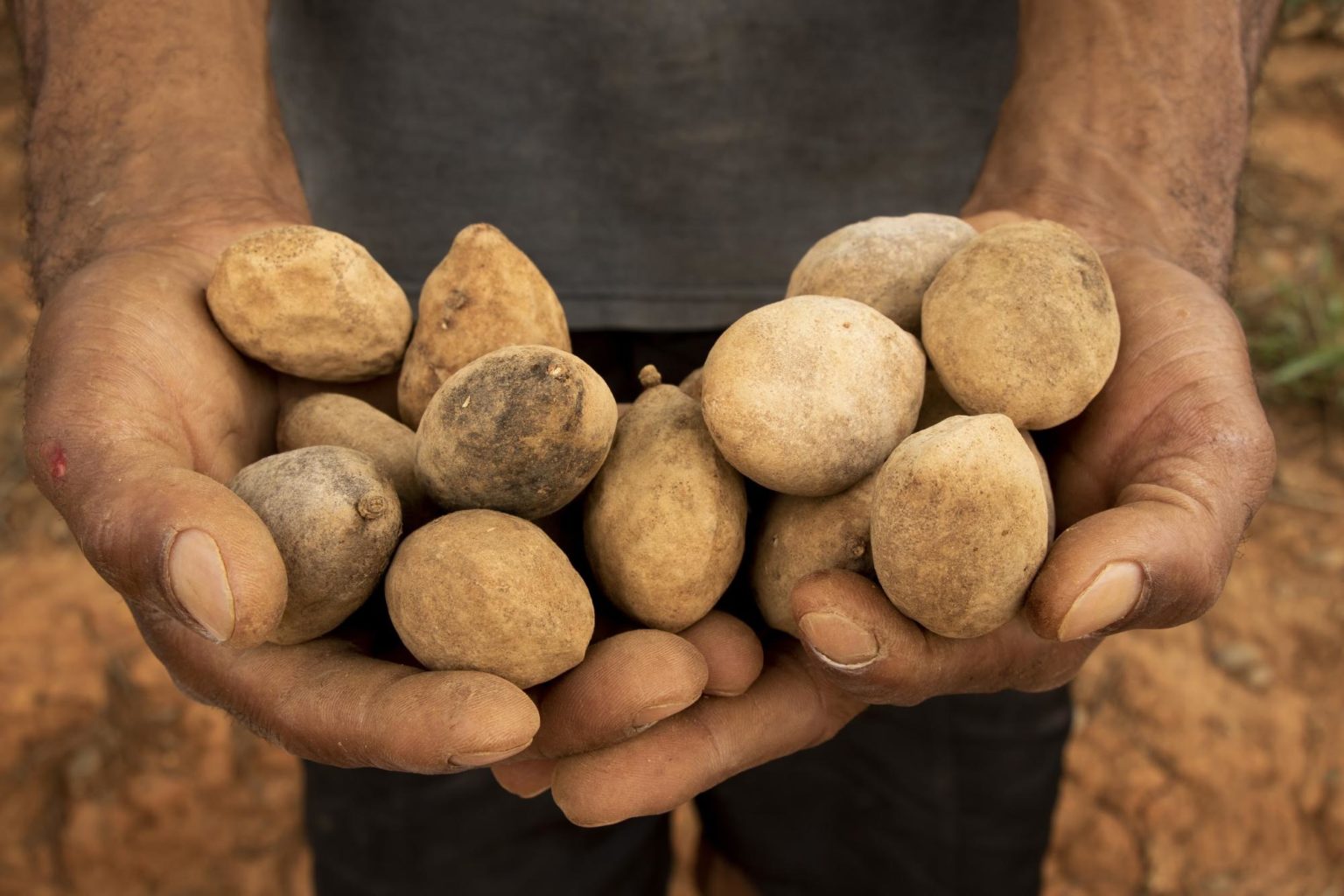 All About Barùkas: This Wild Nut Could Save the Cerrado of Brazil ...